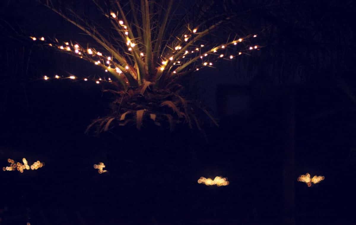 MangoMist Resort Bangalore – MangoMist Resort Bangalore